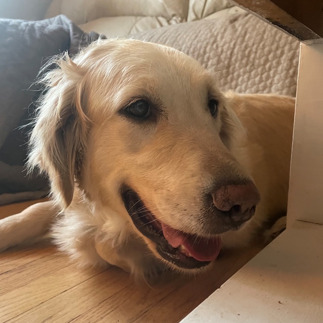 Meet Maggie (Regan) 22-210 - Retrieve a Golden of the Midwest