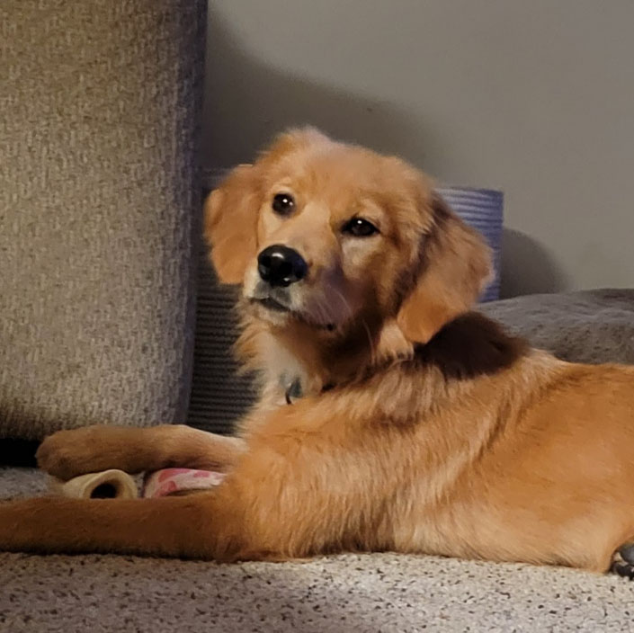 Meet Nala (Erin) 22-294C - Retrieve a Golden of the Midwest