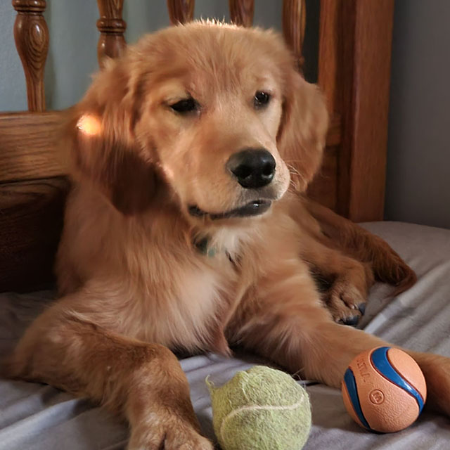 Meet Nala (Erin) 22-294C - Retrieve a Golden of the Midwest