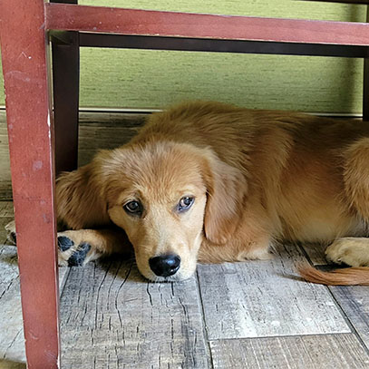 Meet Nala (Erin) 22-294C - Retrieve a Golden of the Midwest