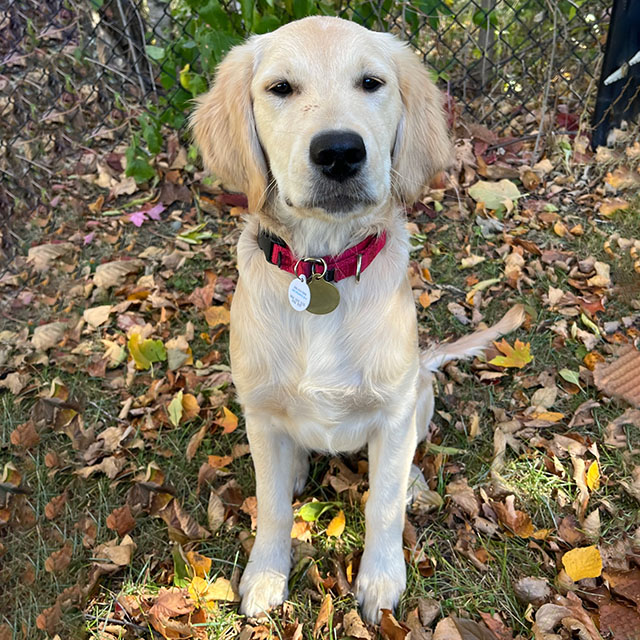 Meet Brooks (Major) 22-284 - Retrieve a Golden of the Midwest