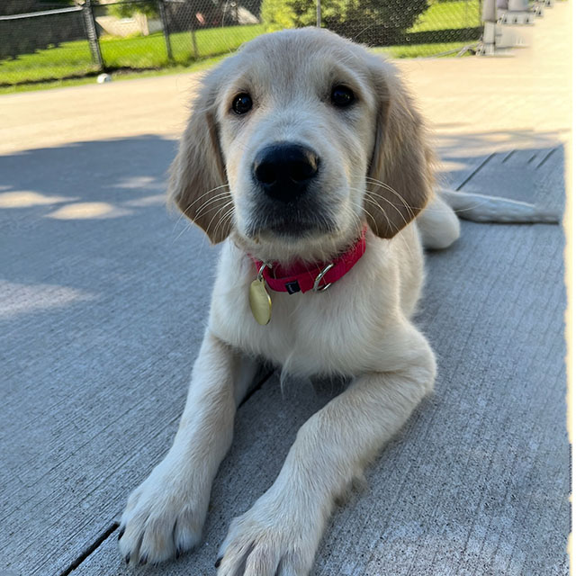 Meet Brooks (Major) 22-284 - Retrieve a Golden of the Midwest