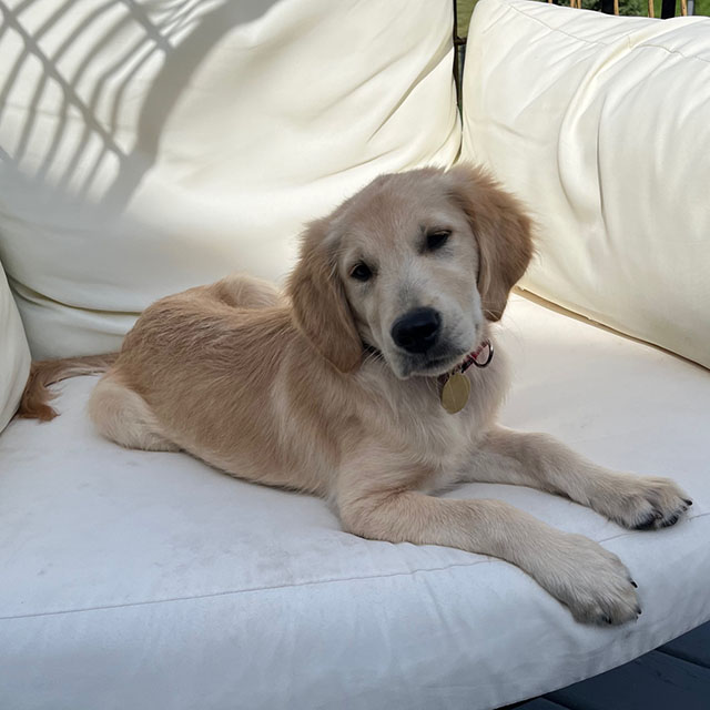 Meet Brooks (Major) 22-284 - Retrieve a Golden of the Midwest