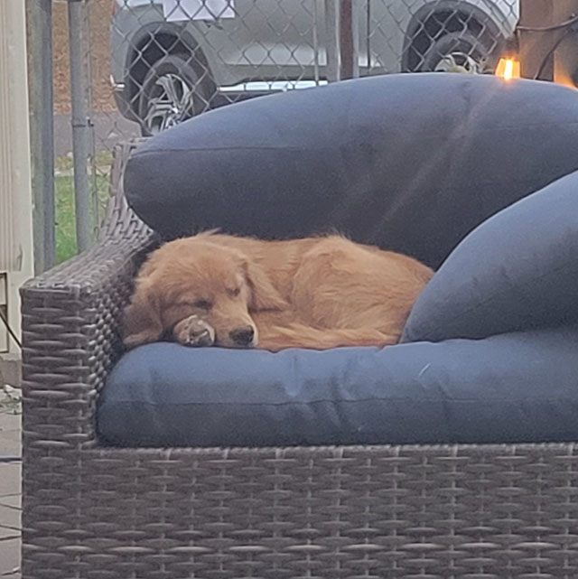 Meet Nala (Erin) 22-294C - Retrieve a Golden of the Midwest