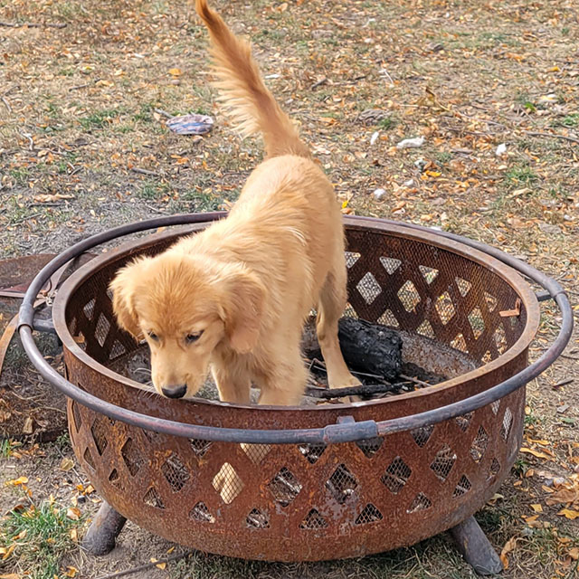 Meet Nala (Erin) 22-294C - Retrieve a Golden of the Midwest