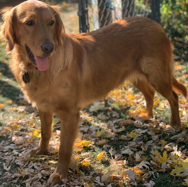Meet Amber 22-248 - Retrieve a Golden of the Midwest