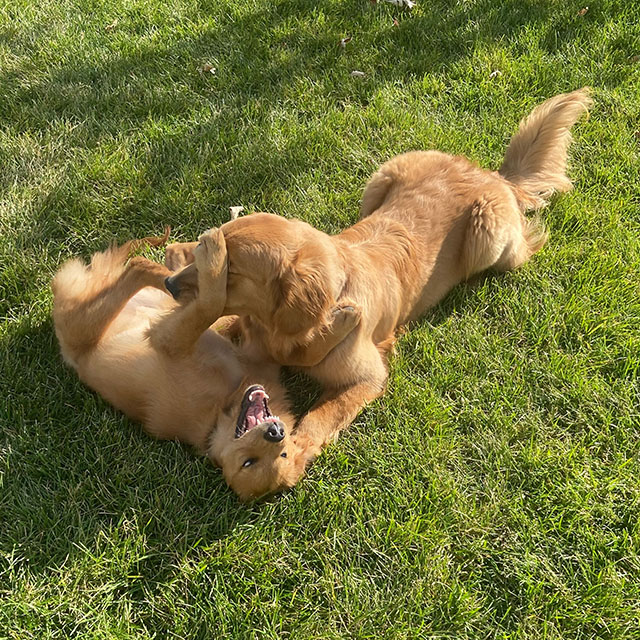 Meet Nala (Erin) 22-294C - Retrieve a Golden of the Midwest