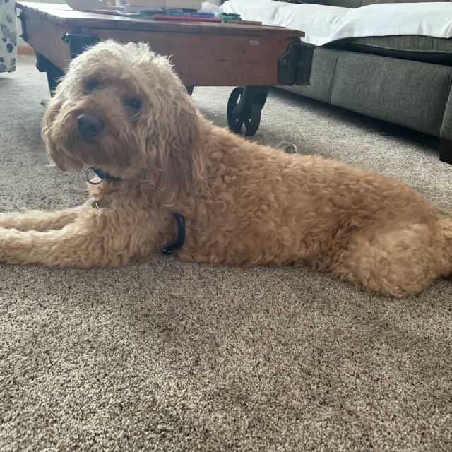 Meet Toby 22-373 - Retrieve a Golden of the Midwest