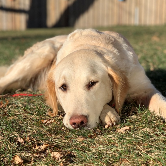 Meet Jamie 22-347 - Retrieve a Golden of the Midwest