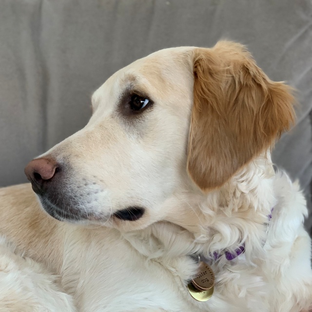 Meet Jamie 22-347 - Retrieve a Golden of the Midwest