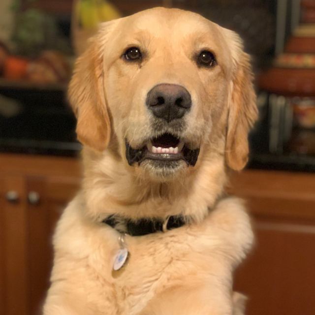 Meet Riley 22-345 - Retrieve a Golden of the Midwest