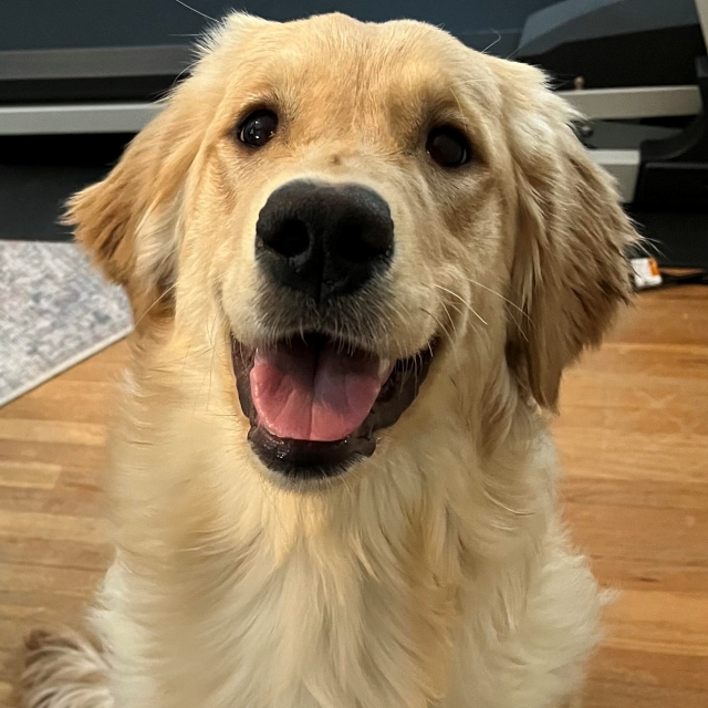 Meet Allie (Alli) 23-001 - Retrieve a Golden of the Midwest