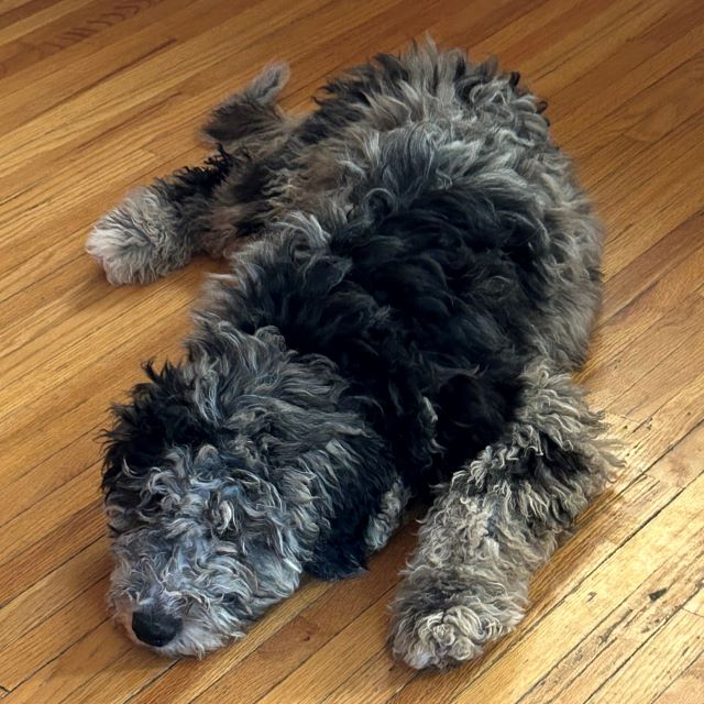 Meet Huxley 23-017 - Retrieve a Golden of the Midwest