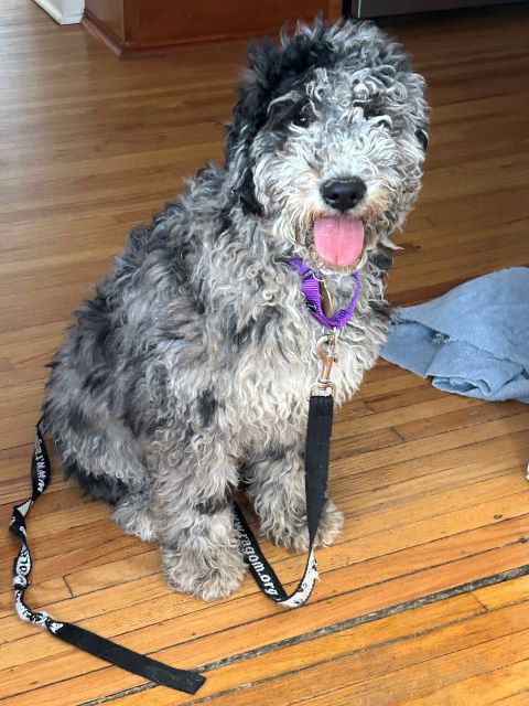 Meet Huxley 23-017 - Retrieve a Golden of the Midwest