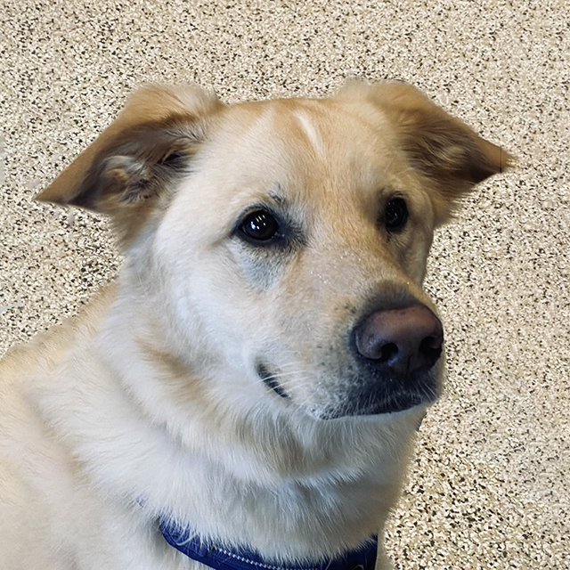 Husky Yellow Lab Mix
