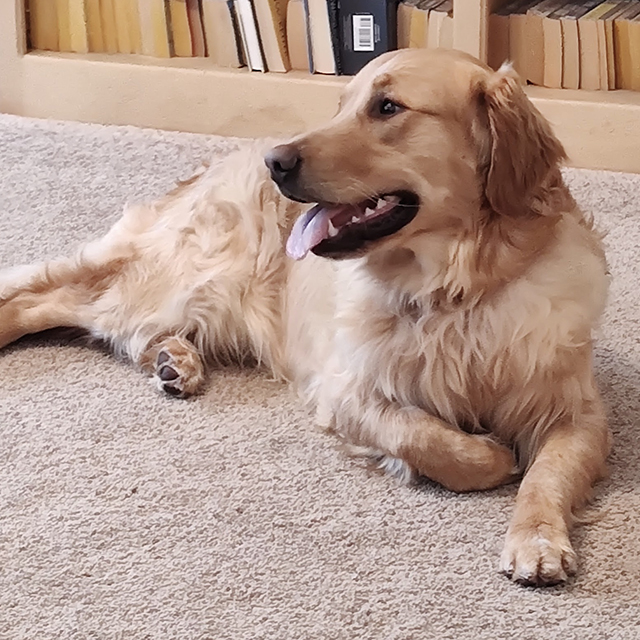 Meet Watson 23-024 - Retrieve a Golden of the Midwest