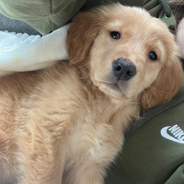 Meet Becker 23-049 - Retrieve a Golden of the Midwest