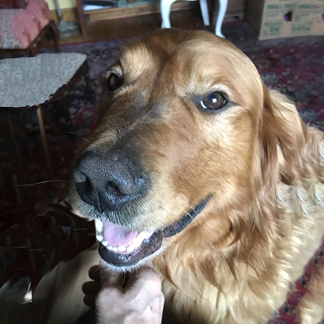 Meet Mich Golden 23-085 - Retrieve a Golden of the Midwest