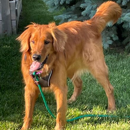 Meet Bolo 23-116 - Retrieve a Golden of the Midwest