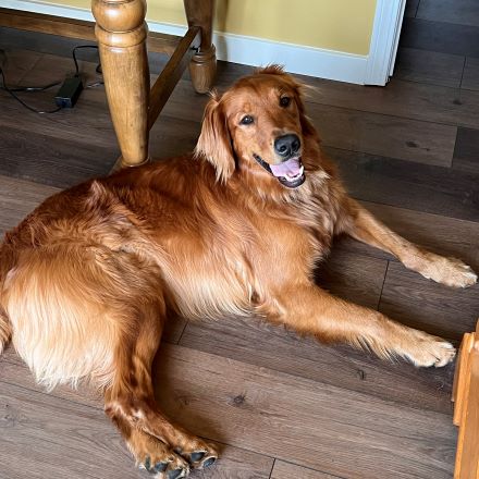 Meet Bolo 23-116 - Retrieve a Golden of the Midwest