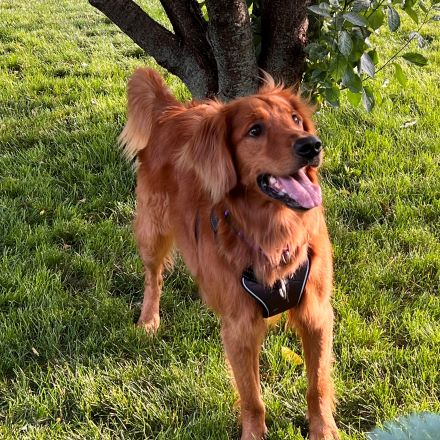 Meet Bolo 23-116 - Retrieve a Golden of the Midwest