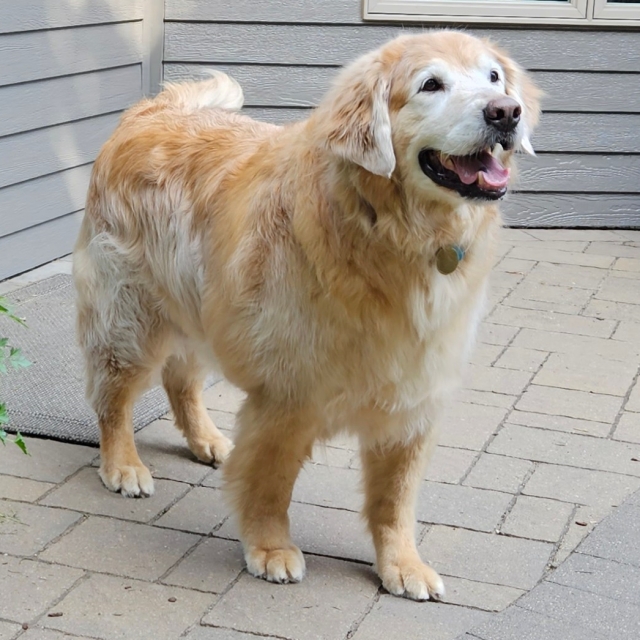 Meet Chewie 23-100 - Retrieve a Golden of the Midwest