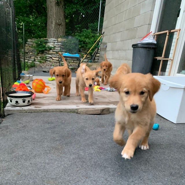 Meet Max (Periwinkle) 23-133 - Retrieve a Golden of the Midwest