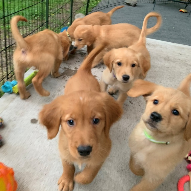 Meet Claire (Petunia) 23-129 - Retrieve a Golden of the Midwest