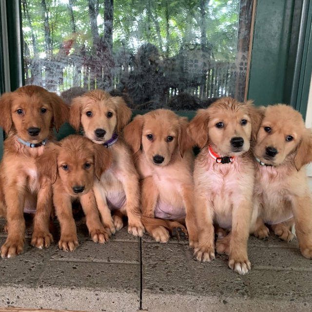 Meet Claire (Petunia) 23-129 - Retrieve a Golden of the Midwest