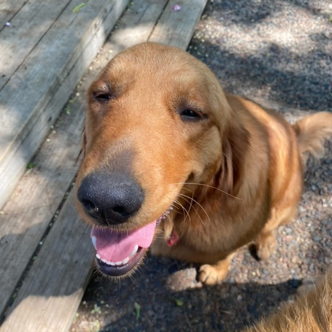 Meet Margo Louise (Chula) 23-112 - Retrieve a Golden of the Midwest