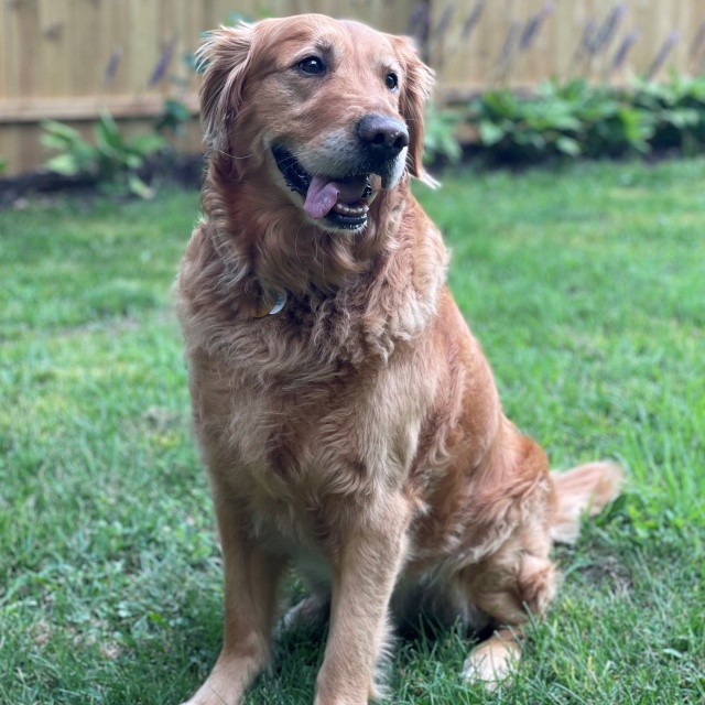 Meet Maverick 23-158 - Retrieve a Golden of the Midwest