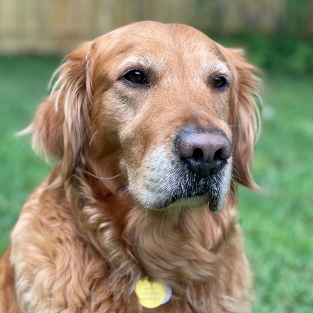 Meet Maverick 23-158 - Retrieve a Golden of the Midwest