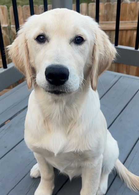 Meet Luna 23-126 - Retrieve a Golden of the Midwest