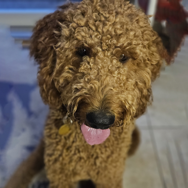 Meet Blaze 23-175 - Retrieve a Golden of the Midwest