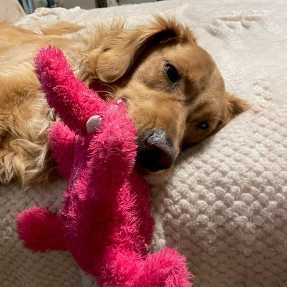 Meet Milton 23-184 - Retrieve a Golden of the Midwest