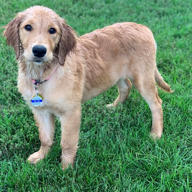 Meet Bonnie 23-142 - Retrieve a Golden of the Midwest