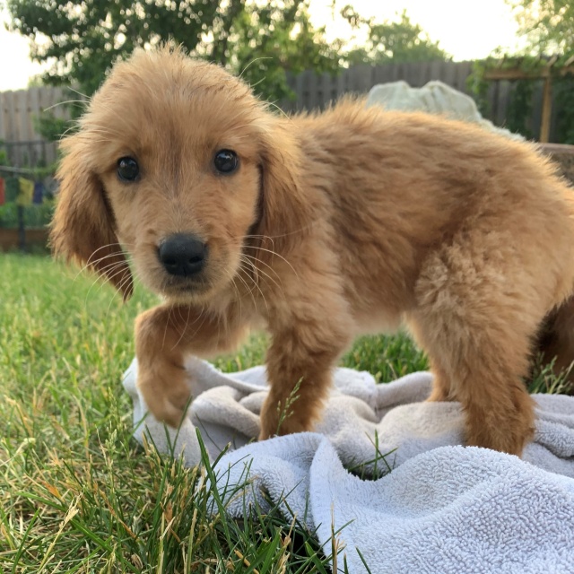 Meet Bonnie 23-142 - Retrieve a Golden of the Midwest