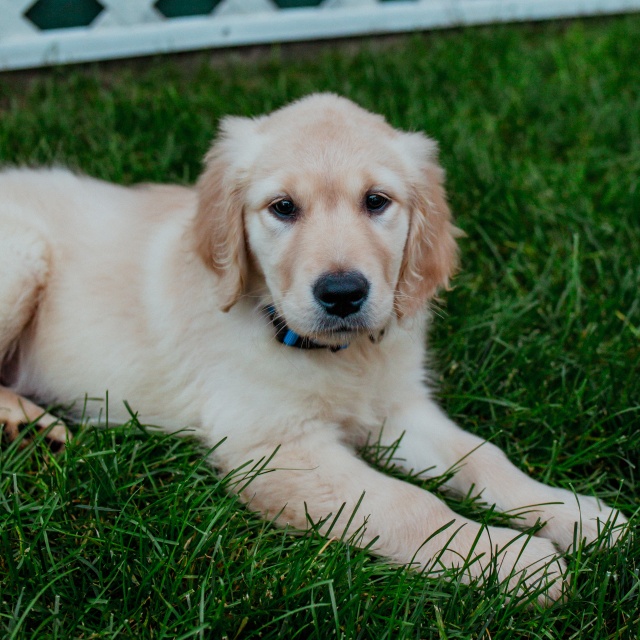 Meet Rizzo (Hope) 23-238 - Retrieve a Golden of the Midwest