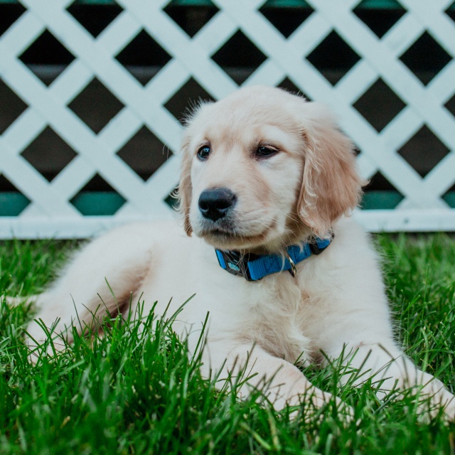 Meet Rizzo (Hope) 23-238 - Retrieve a Golden of the Midwest