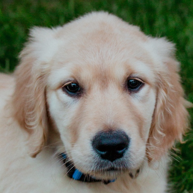 Meet Rizzo (Hope) 23-238 - Retrieve a Golden of the Midwest