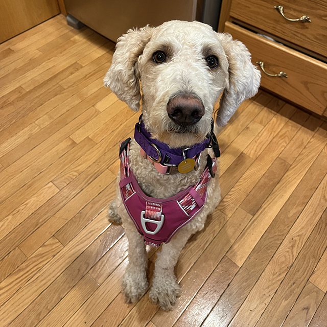 Meet Phoebe 23-204 - Retrieve a Golden of the Midwest