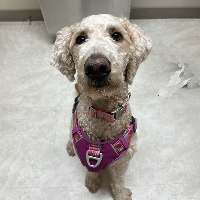 Meet Phoebe 23-204 - Retrieve a Golden of the Midwest