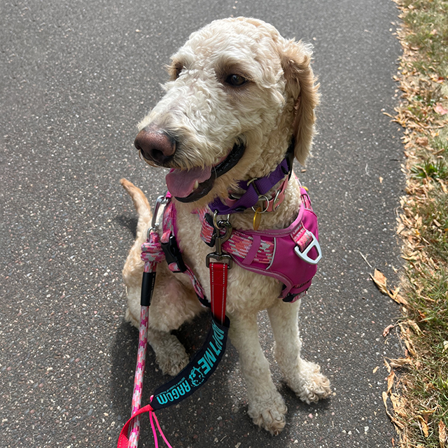Meet Phoebe 23-204 - Retrieve a Golden of the Midwest
