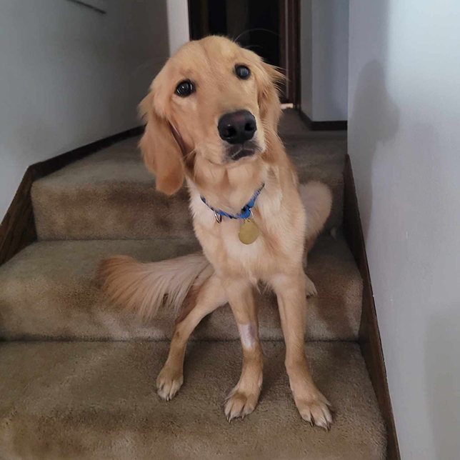 Meet Wrenley 23-274 - Retrieve a Golden of the Midwest