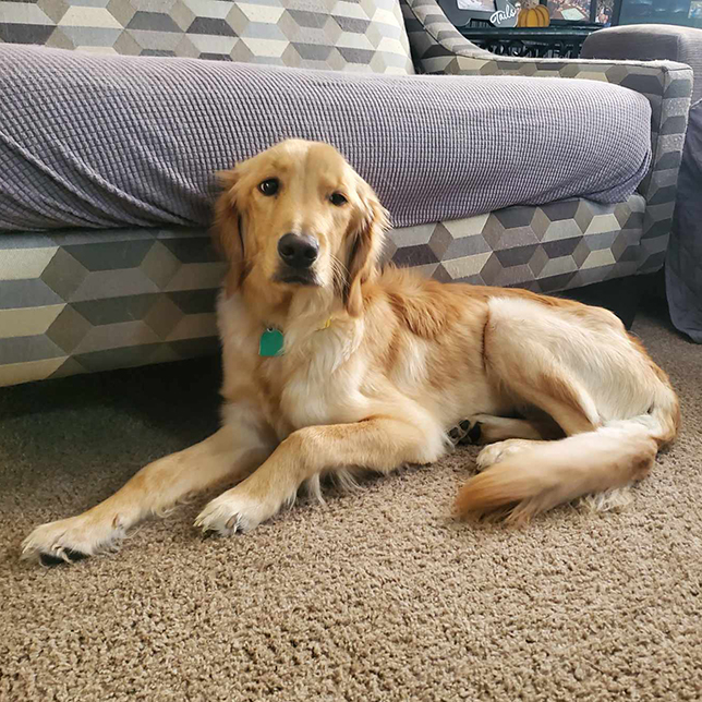 Meet Wrenley 23-274 - Retrieve a Golden of the Midwest