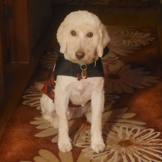 Meet Casey 23-153 - Retrieve a Golden of the Midwest