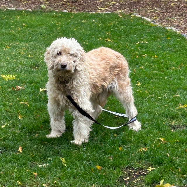 Meet Casey 23-153 - Retrieve a Golden of the Midwest