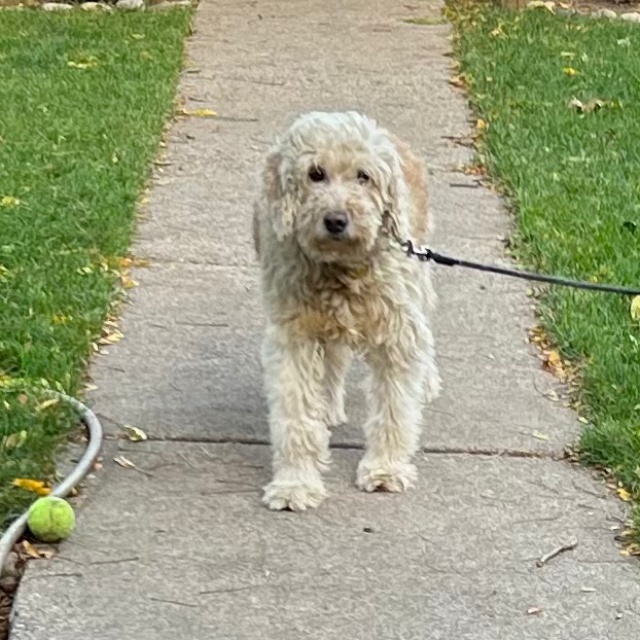 Meet Casey 23-153 - Retrieve a Golden of the Midwest