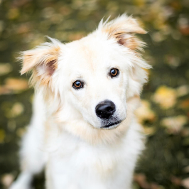 Meet Donnie (Adonis) 23-316 - Retrieve a Golden of the Midwest