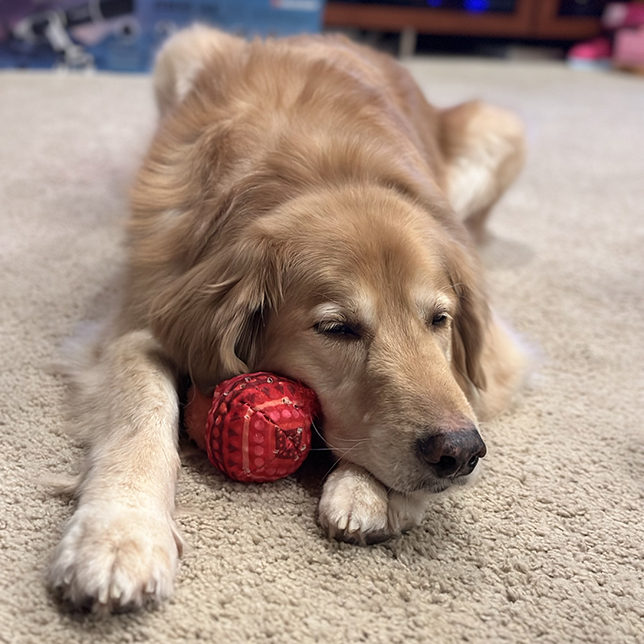 Meet Butterball 14-034 - Retrieve a Golden of the Midwest